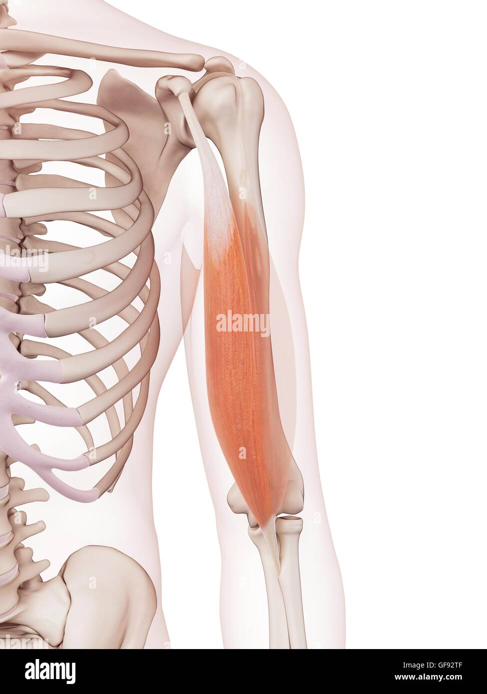 Biceps brachii short head hi-res stock photography and images - Alamy