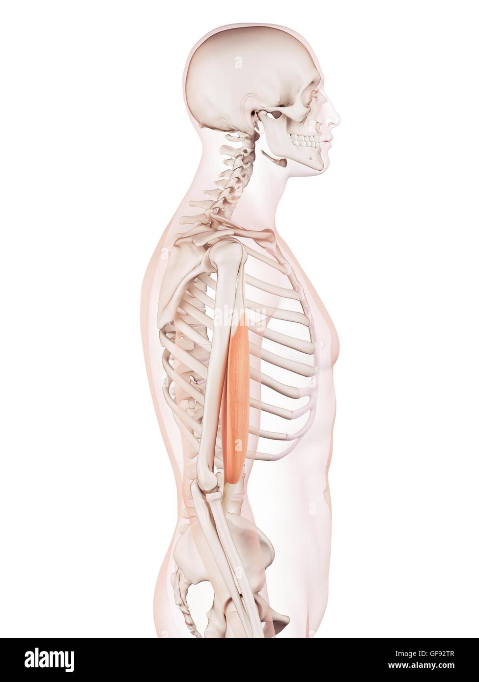 Human arm muscle, illustration Stock Photo - Alamy