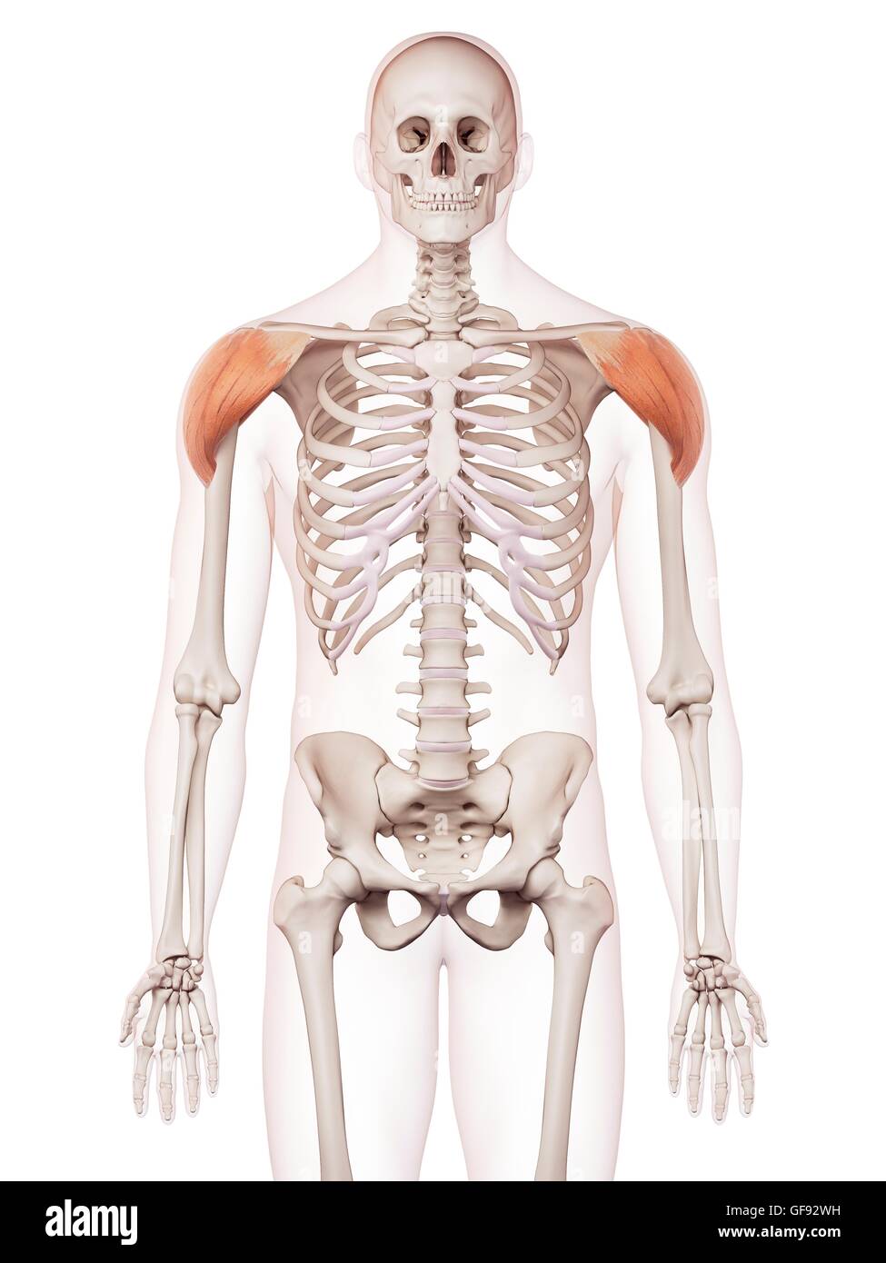 Human shoulder muscles, illustration Stock Photo - Alamy