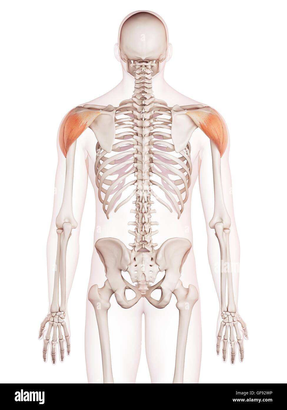 Human shoulder muscles, illustration Stock Photo - Alamy