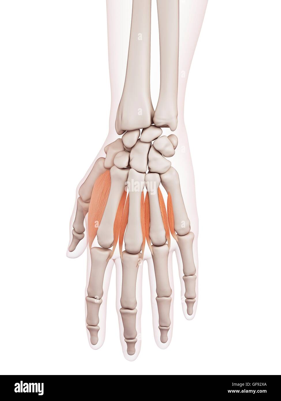 Human hand muscles, illustration Stock Photo - Alamy