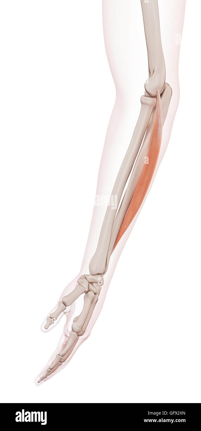 Human arm muscles, illustration Stock Photo - Alamy