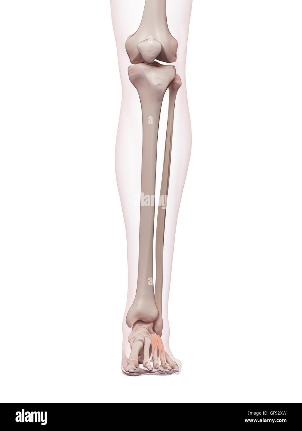 Extensor muscles of foot hi-res stock photography and images - Alamy