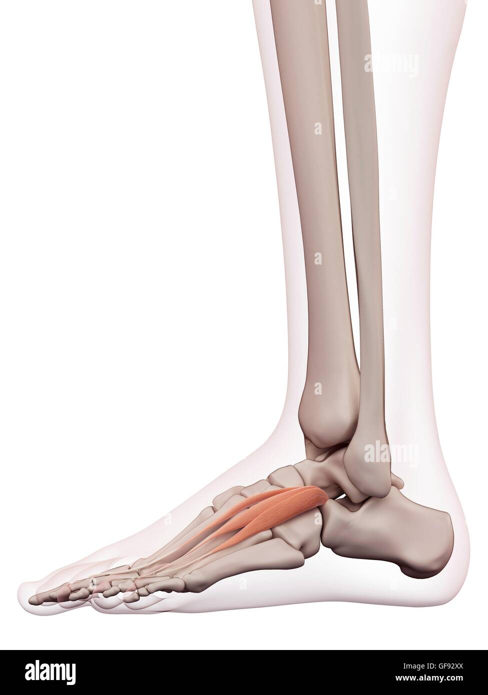 Extensor muscles of foot hi-res stock photography and images - Alamy