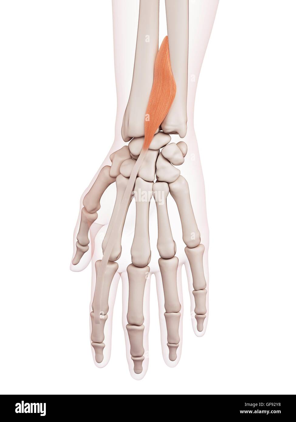 Human wrist muscles, illustration Stock Photo - Alamy