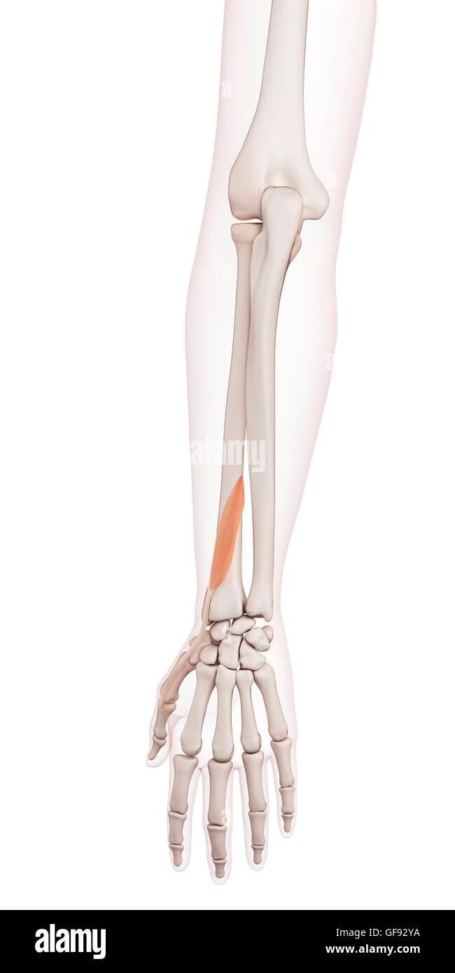 Human wrist muscles, illustration Stock Photo - Alamy