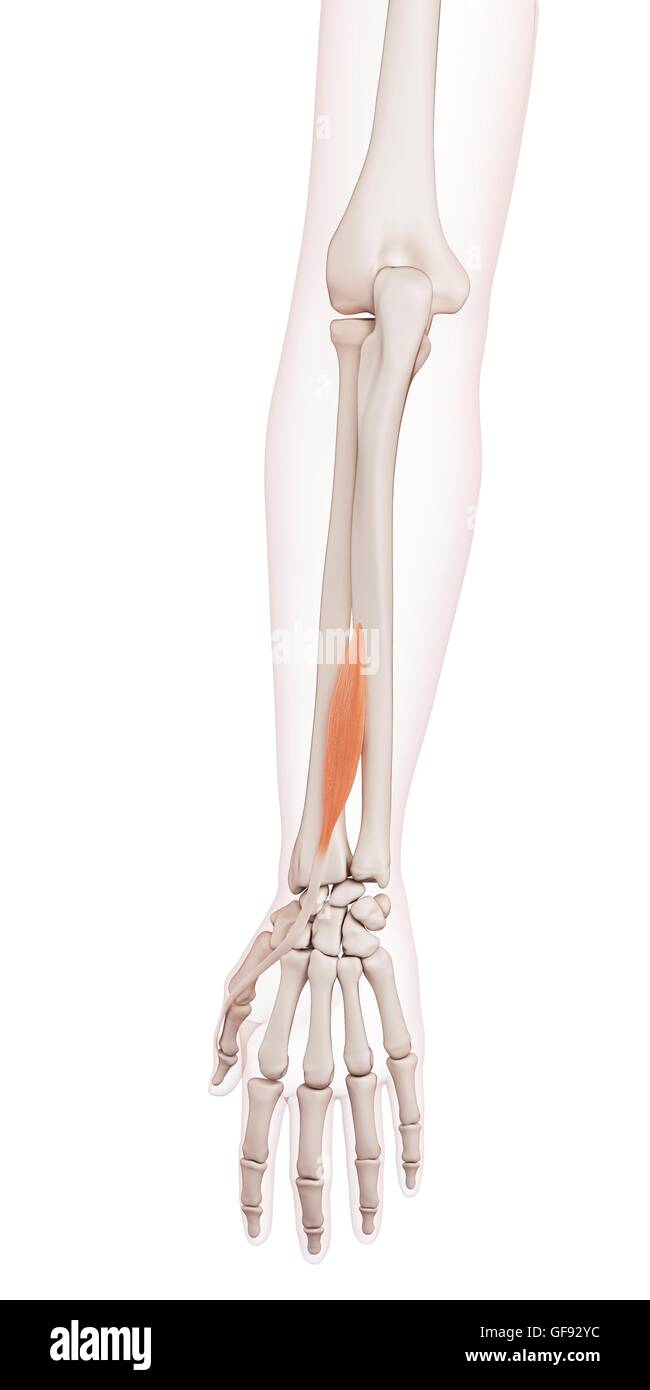 Human wrist muscles, illustration Stock Photo - Alamy