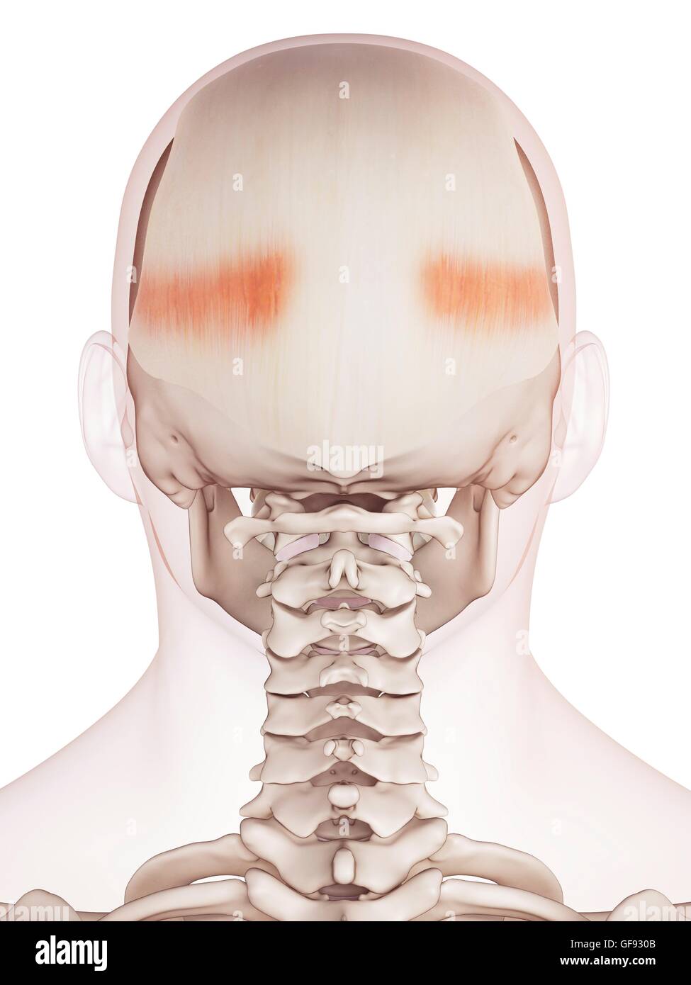 Human head muscles, illustration Stock Photo - Alamy