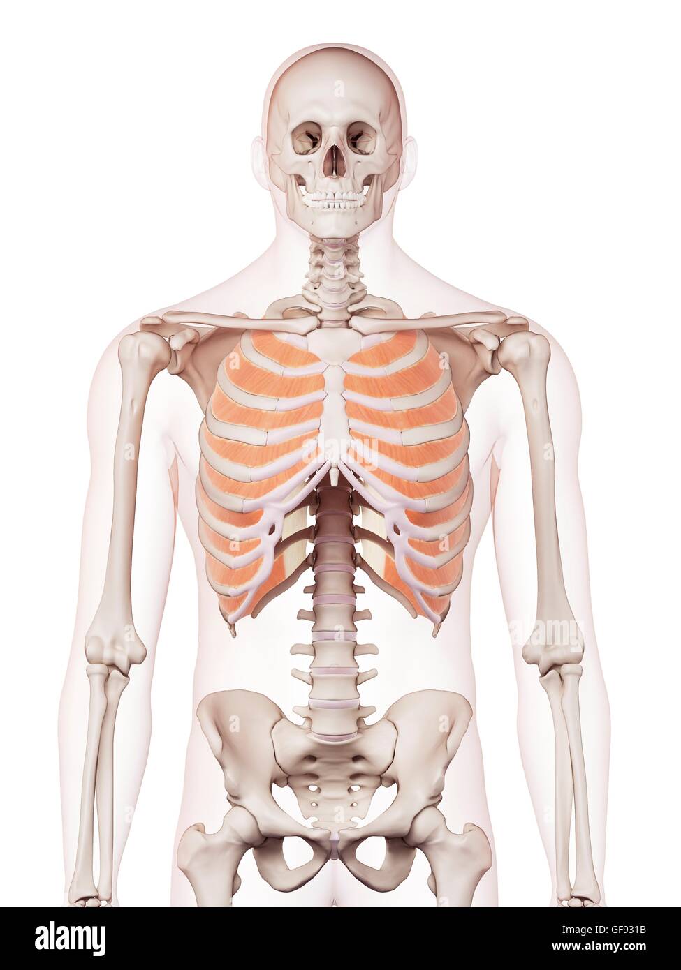 Muscles of the ribs hi-res stock photography and images - Alamy