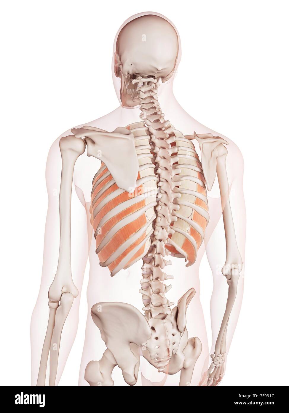 Muscles of the ribs hi-res stock photography and images - Alamy