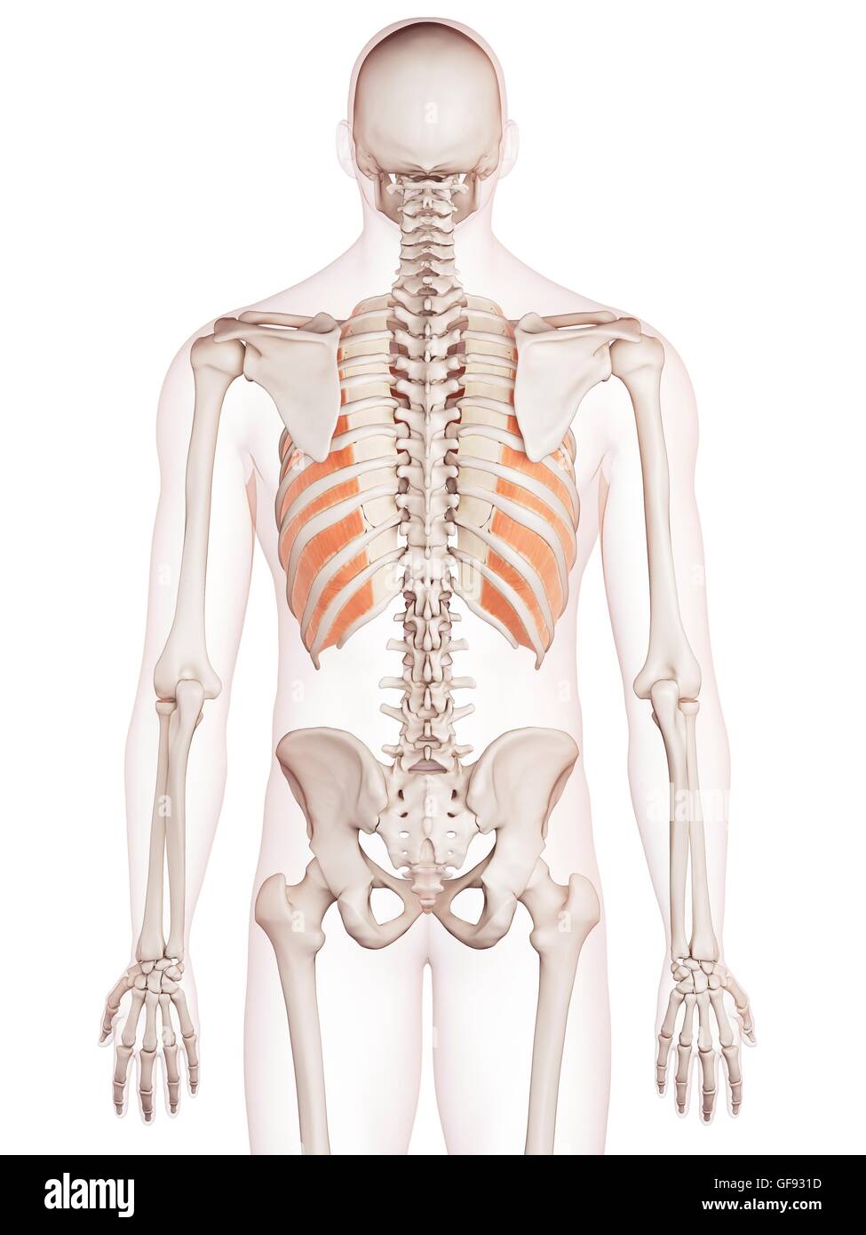 Human skeletal muscles, illustration Stock Photo - Alamy