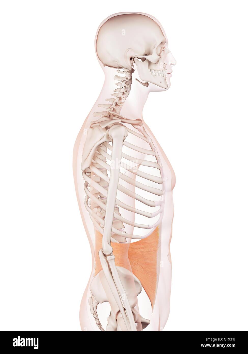 Human abdominal muscles, illustration Stock Photo - Alamy