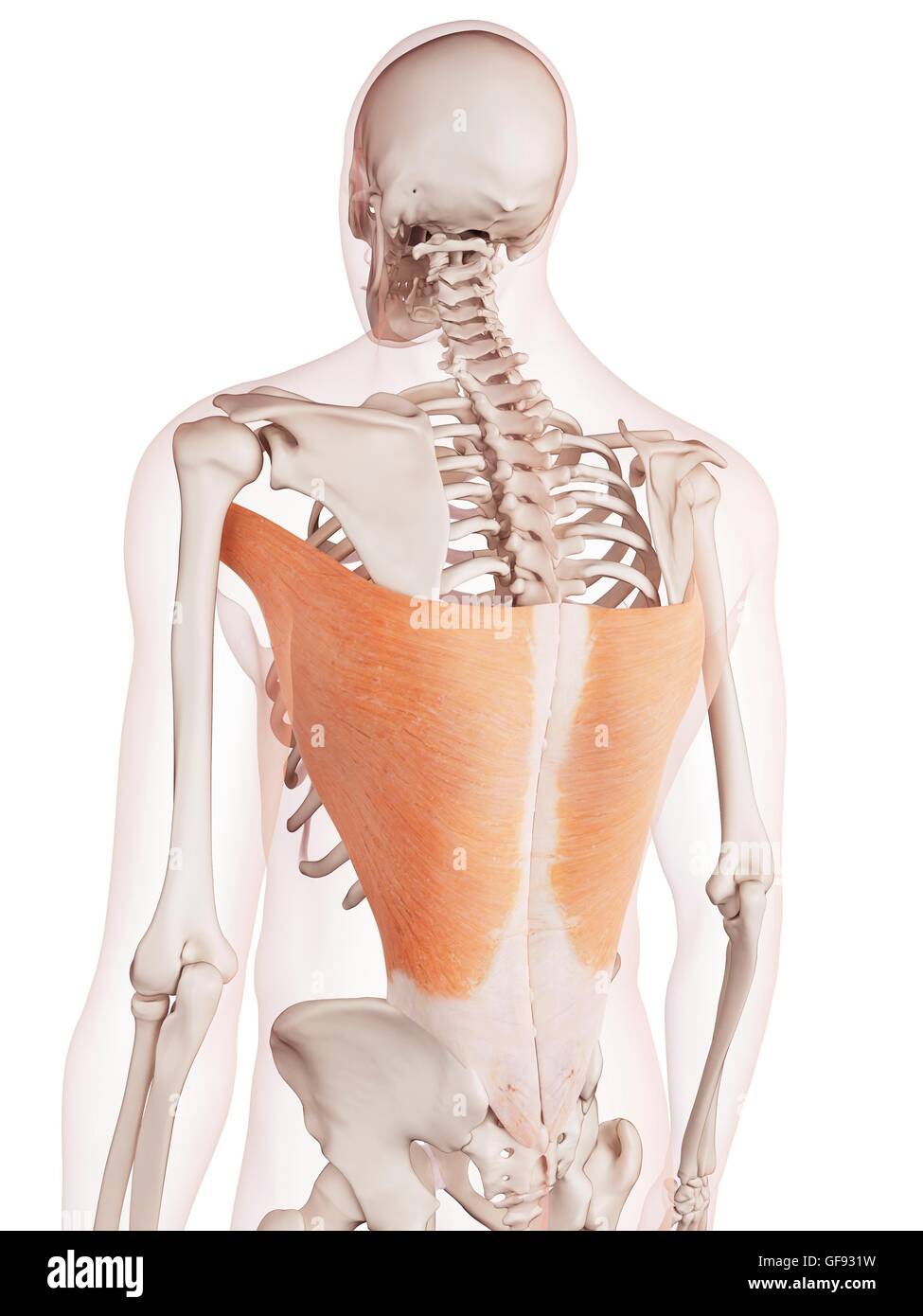 Human back muscles, illustration Stock Photo - Alamy