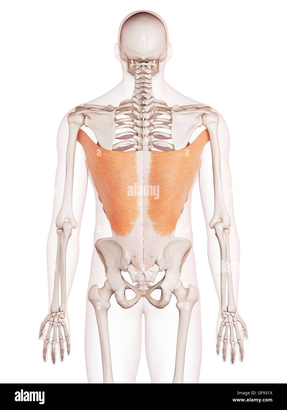 Human back muscles, illustration Stock Photo - Alamy