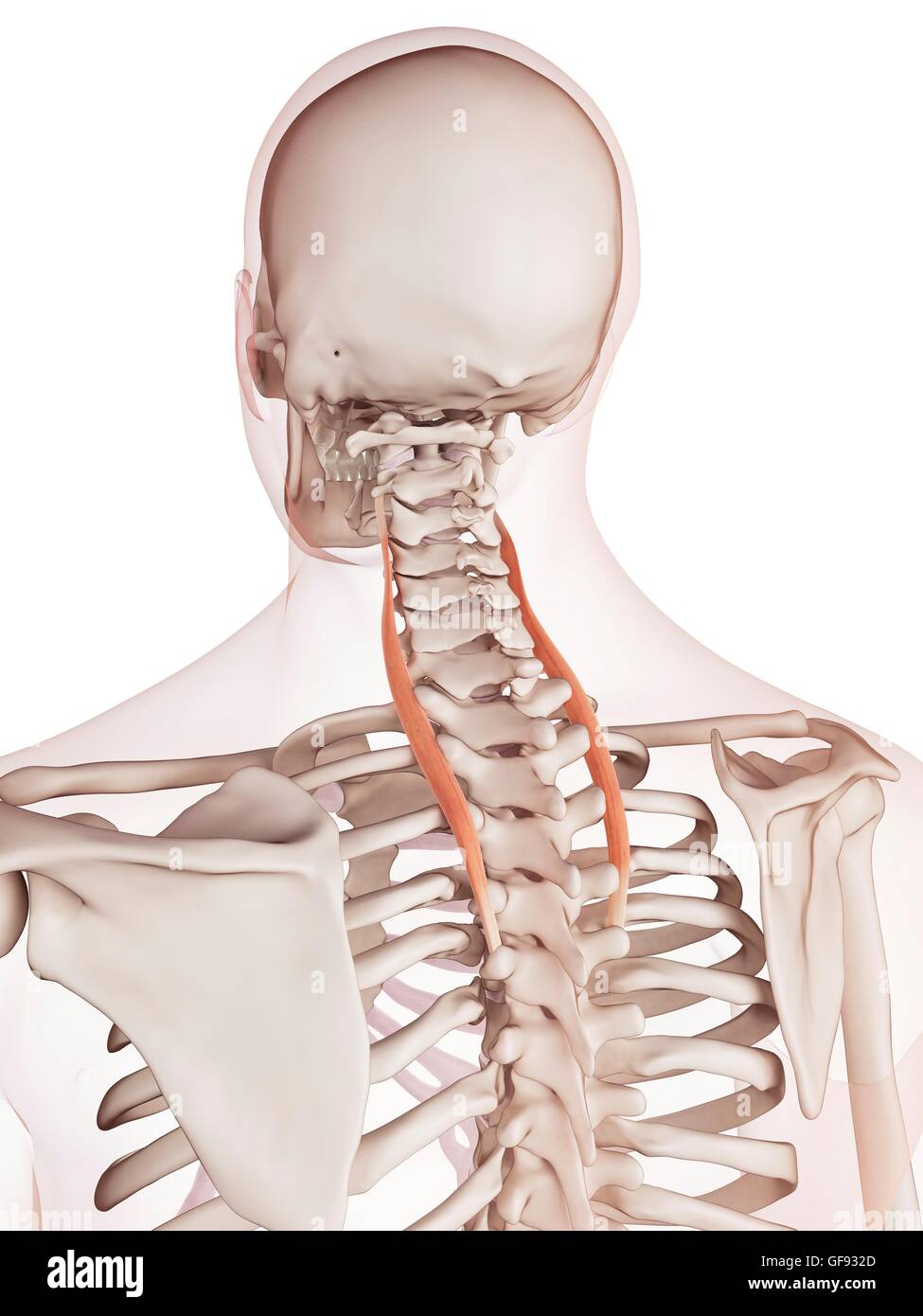Longissimus cervicis hi-res stock photography and images - Alamy
