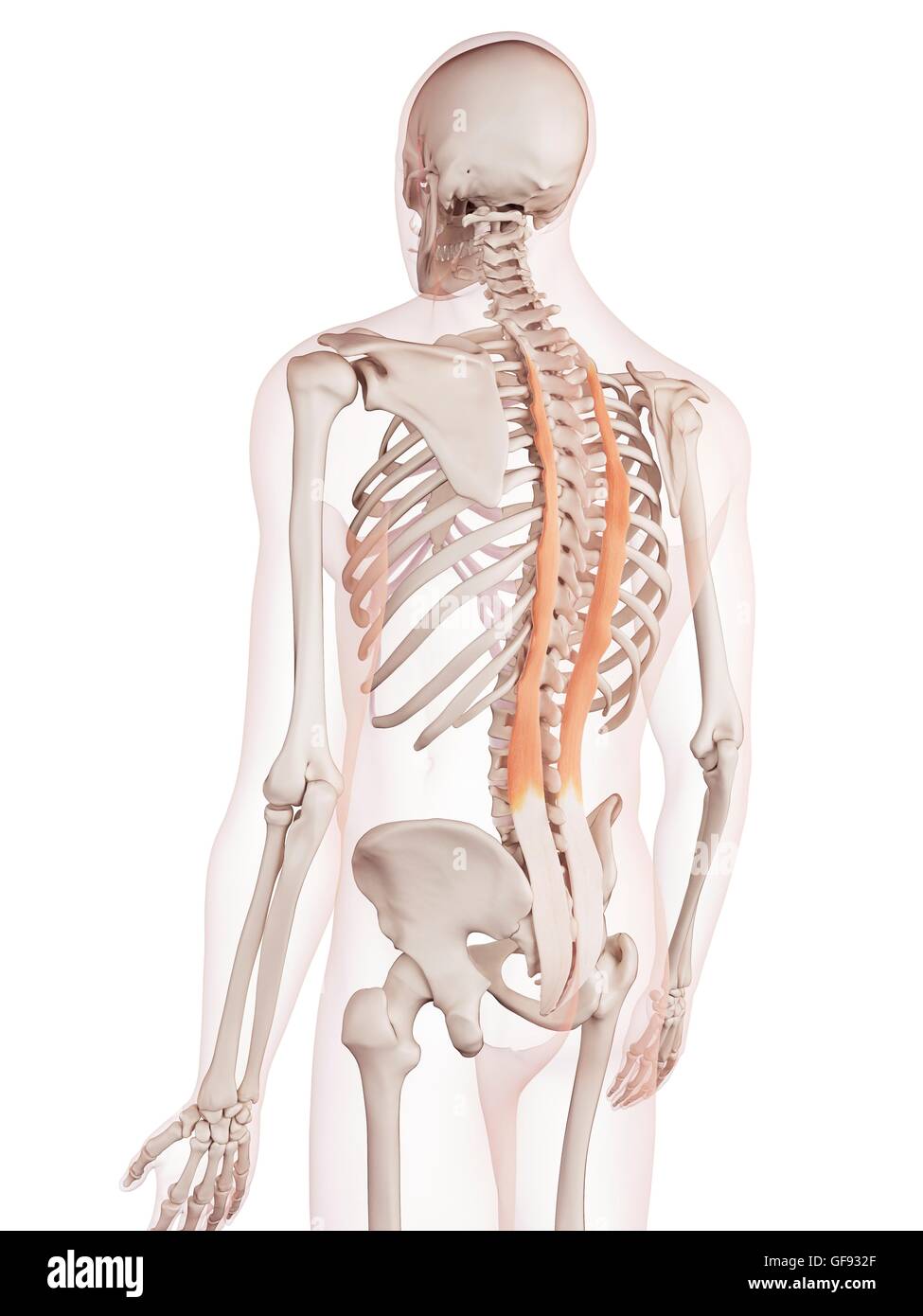 Longissimus cervicis hi-res stock photography and images - Alamy