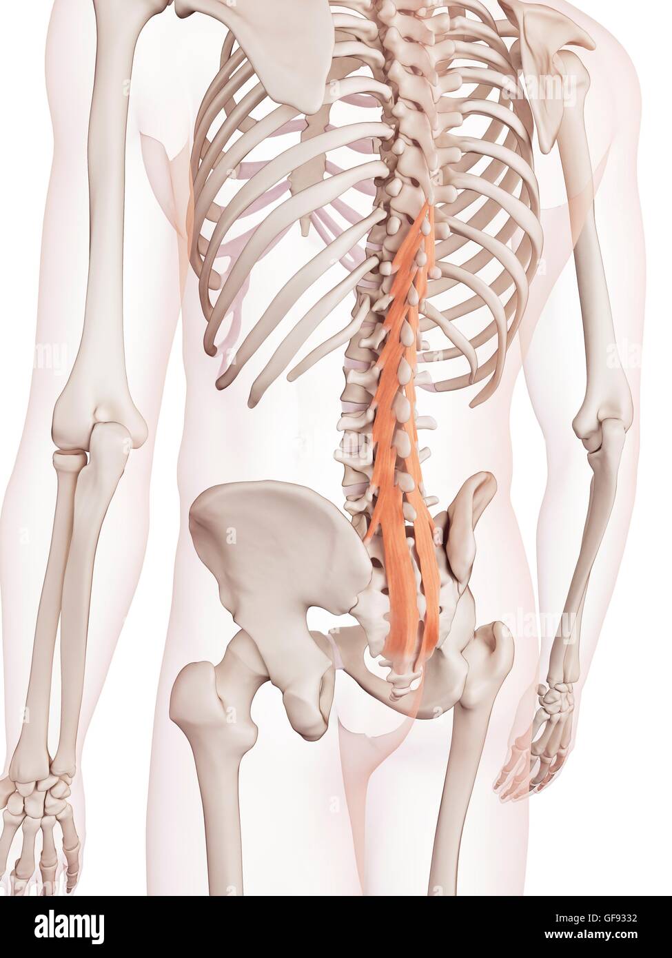 Human spinal muscles, illustration Stock Photo - Alamy