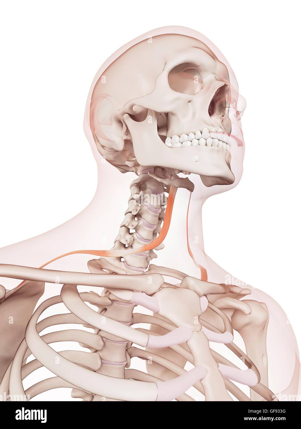 Human neck muscles, illustration Stock Photo - Alamy
