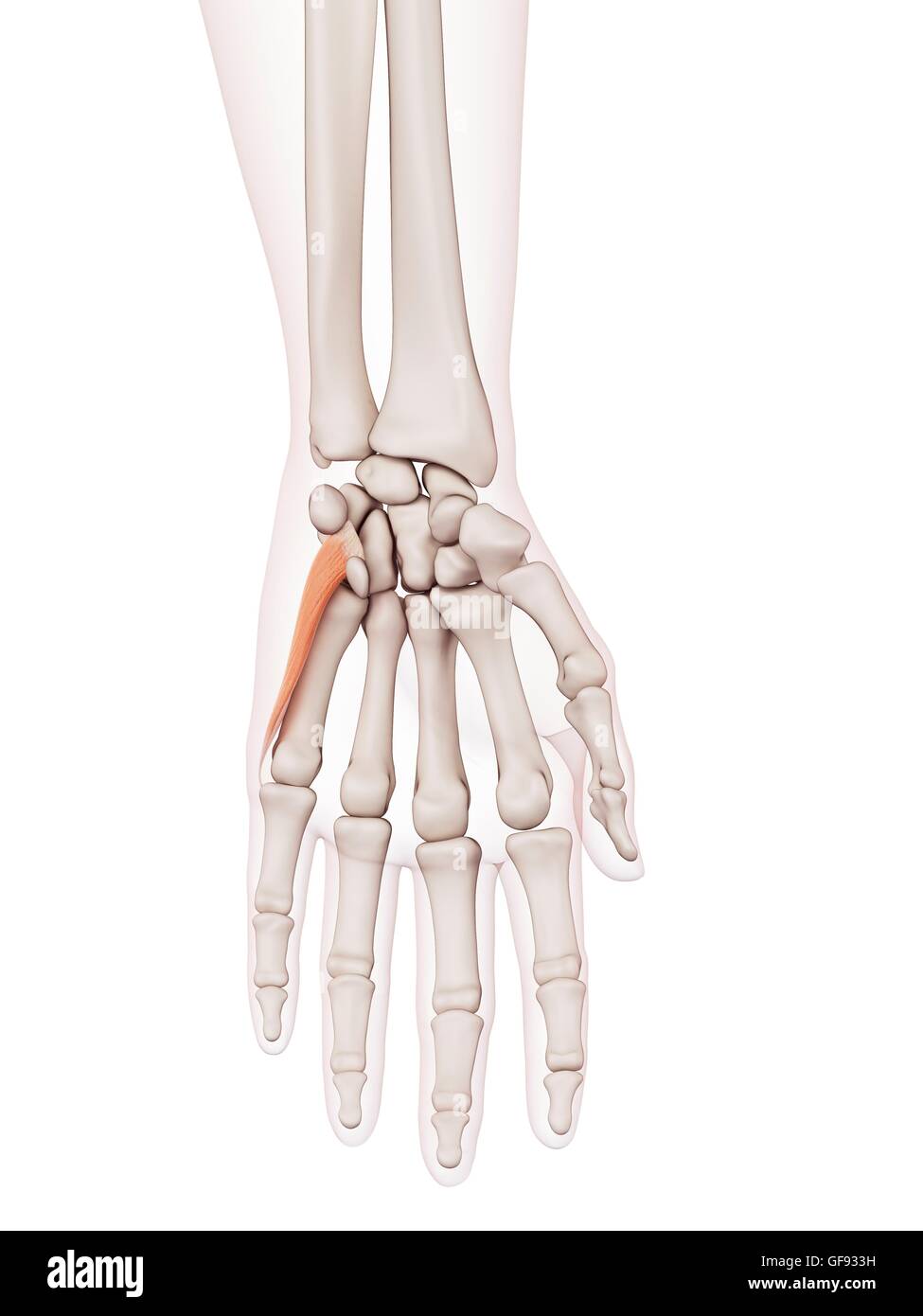 Human hand muscles, illustration Stock Photo - Alamy