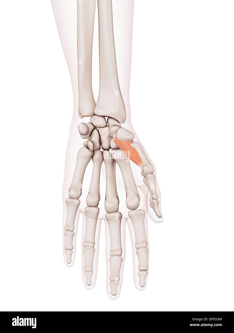 Human hand muscles, illustration Stock Photo - Alamy