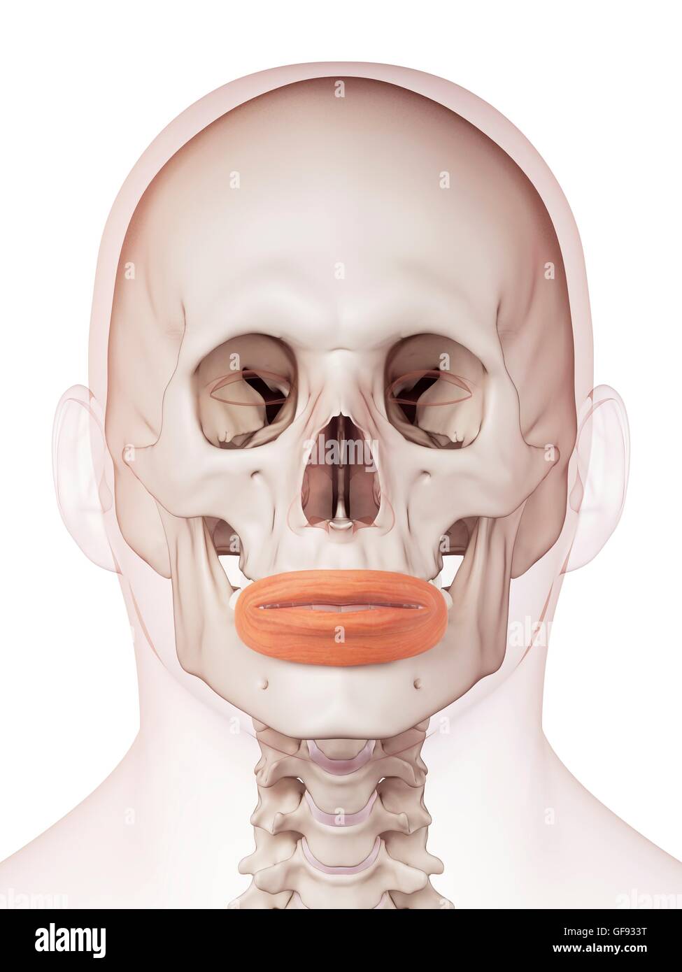Orbicularis Oris Cadaver