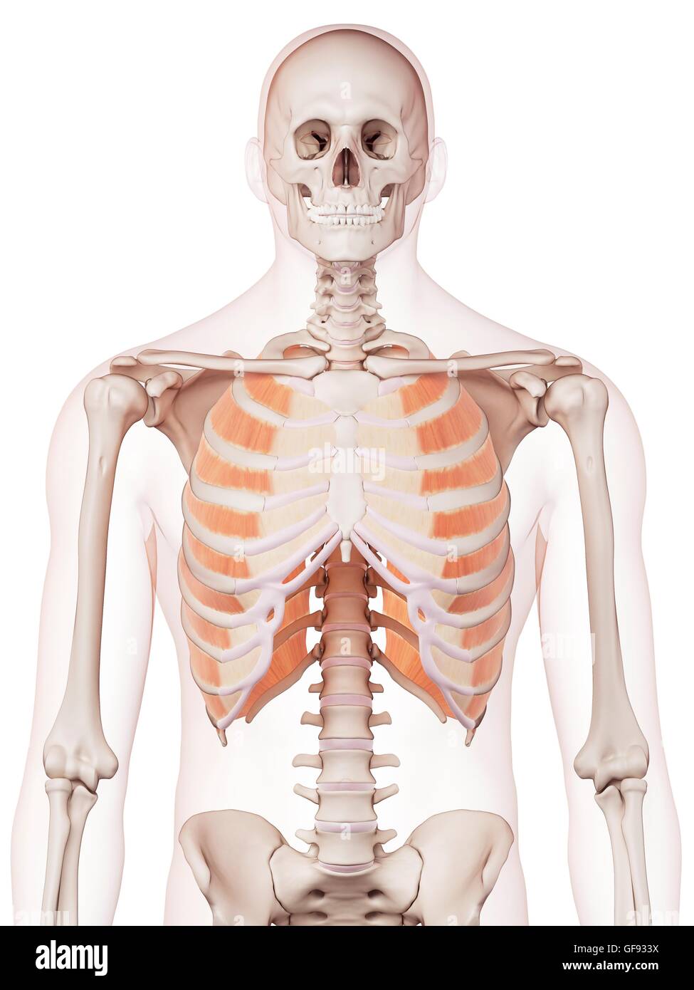 Human chest muscles, illustration Stock Photo - Alamy