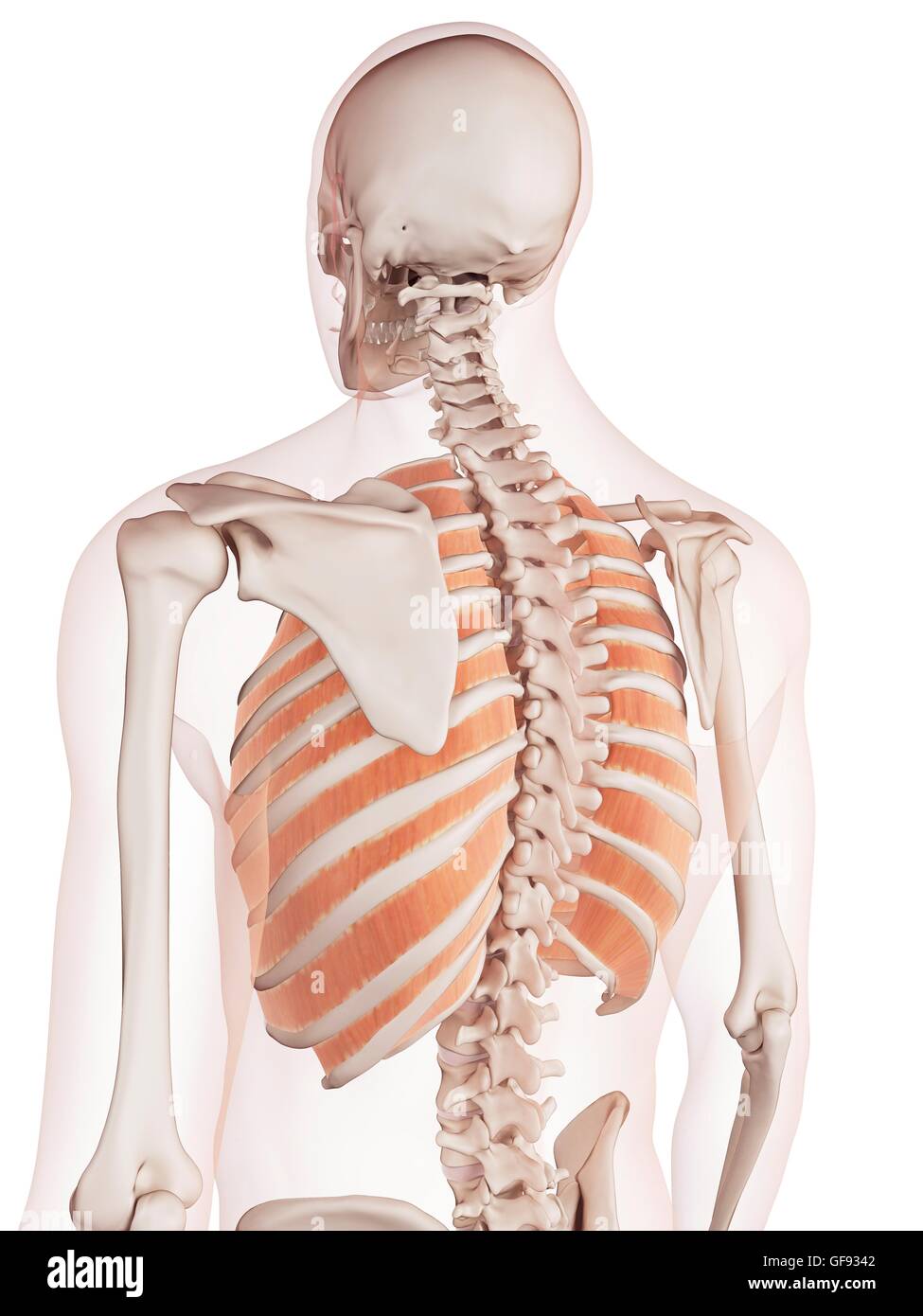 Human chest muscles, illustration Stock Photo - Alamy