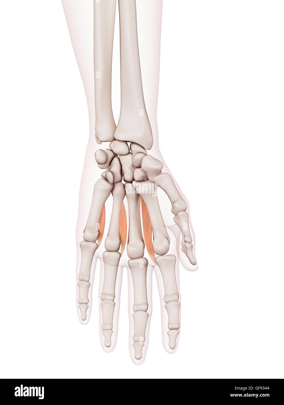 Human hand muscles, illustration Stock Photo - Alamy