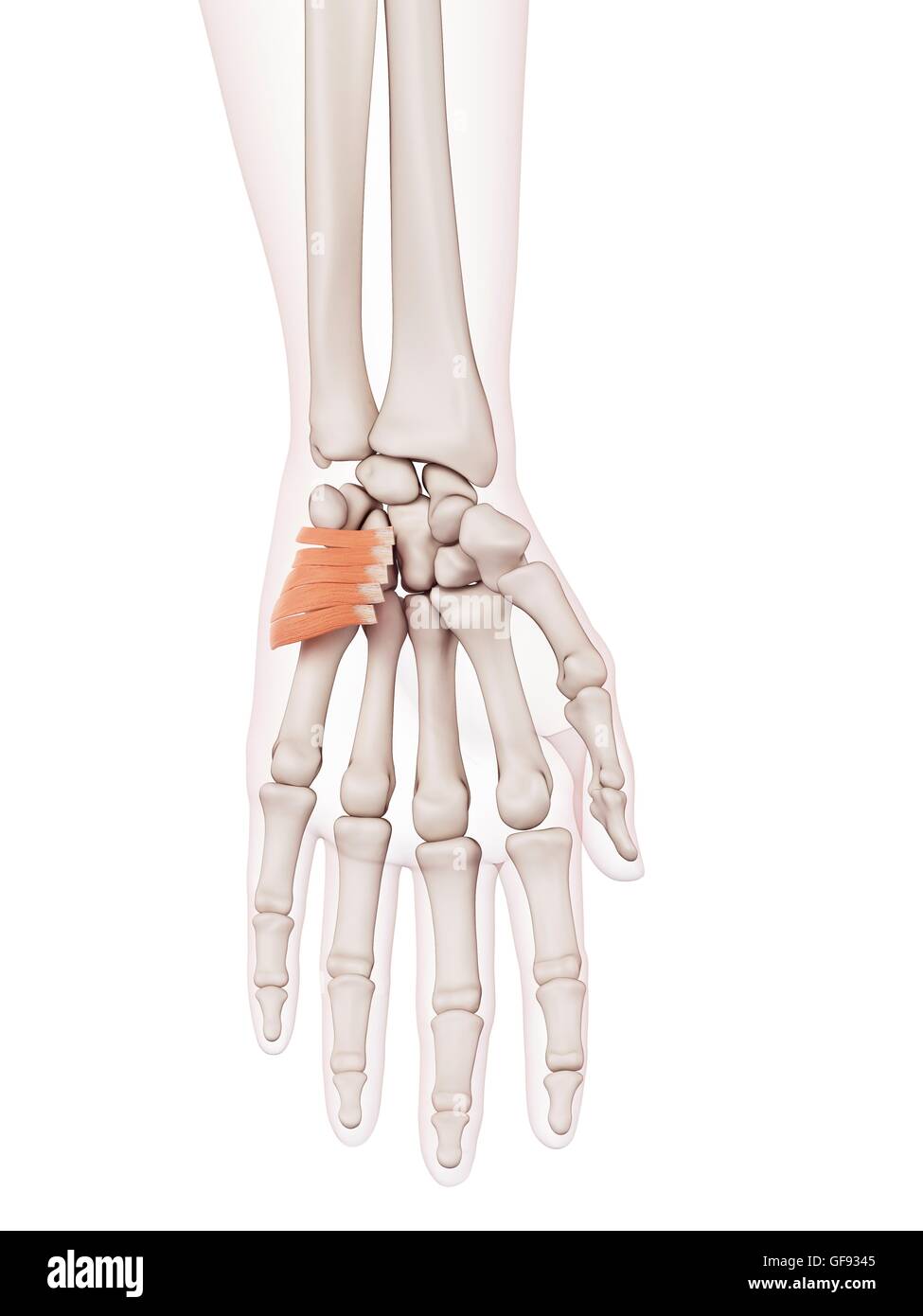 Human hand muscles, illustration Stock Photo - Alamy