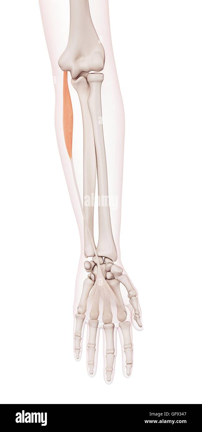 Palmaris longus muscle hi-res stock photography and images - Alamy