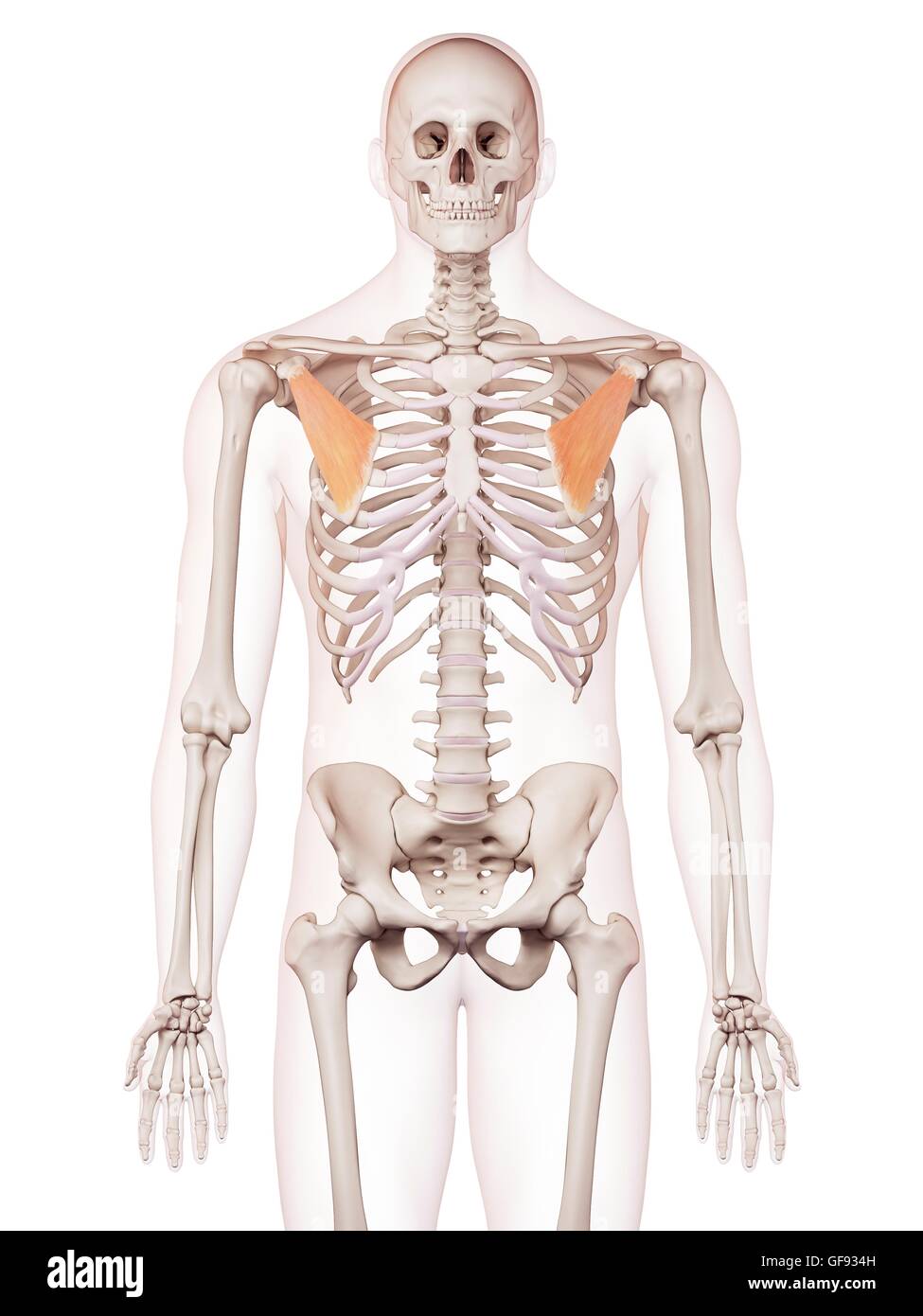 Human chest muscles, illustration Stock Photo - Alamy