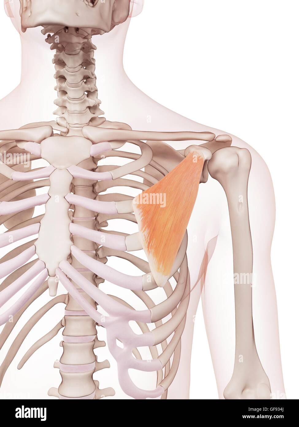 Human chest muscles, illustration Stock Photo - Alamy