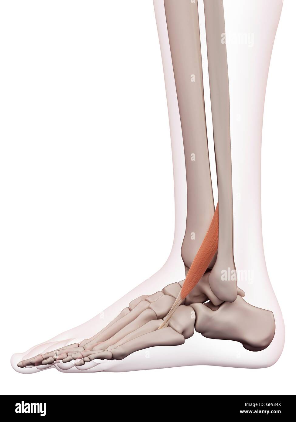 Peroneus Tertius Tendon