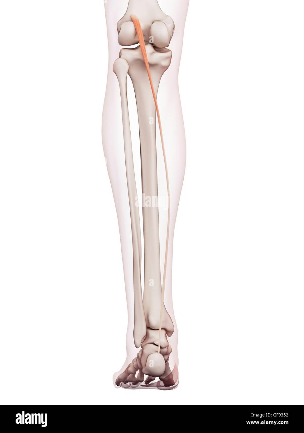Human leg muscles, illustration. plantaris Stock Photo - Alamy