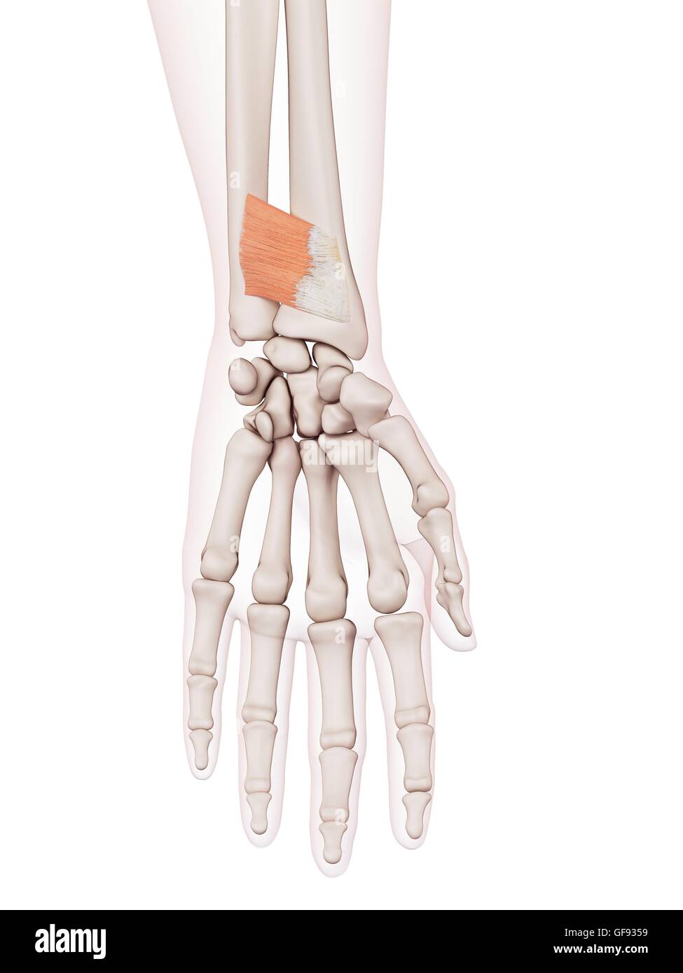 Human wrist muscles, illustration Stock Photo - Alamy