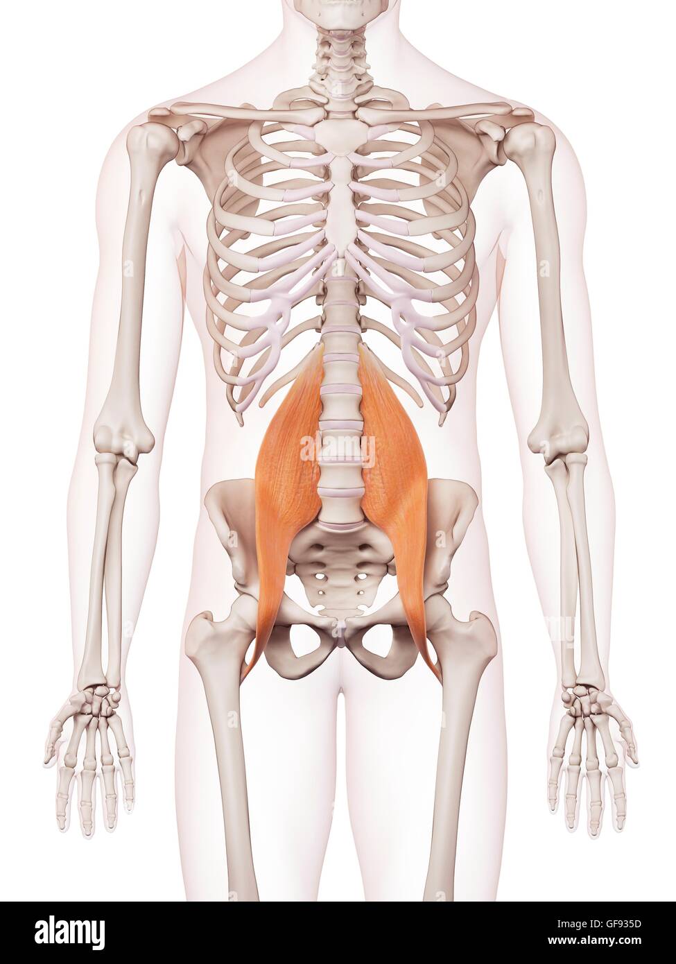 Human muscles, illustration Stock Photo - Alamy