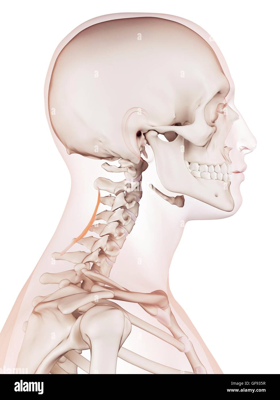 Human neck muscles, illustration Stock Photo - Alamy