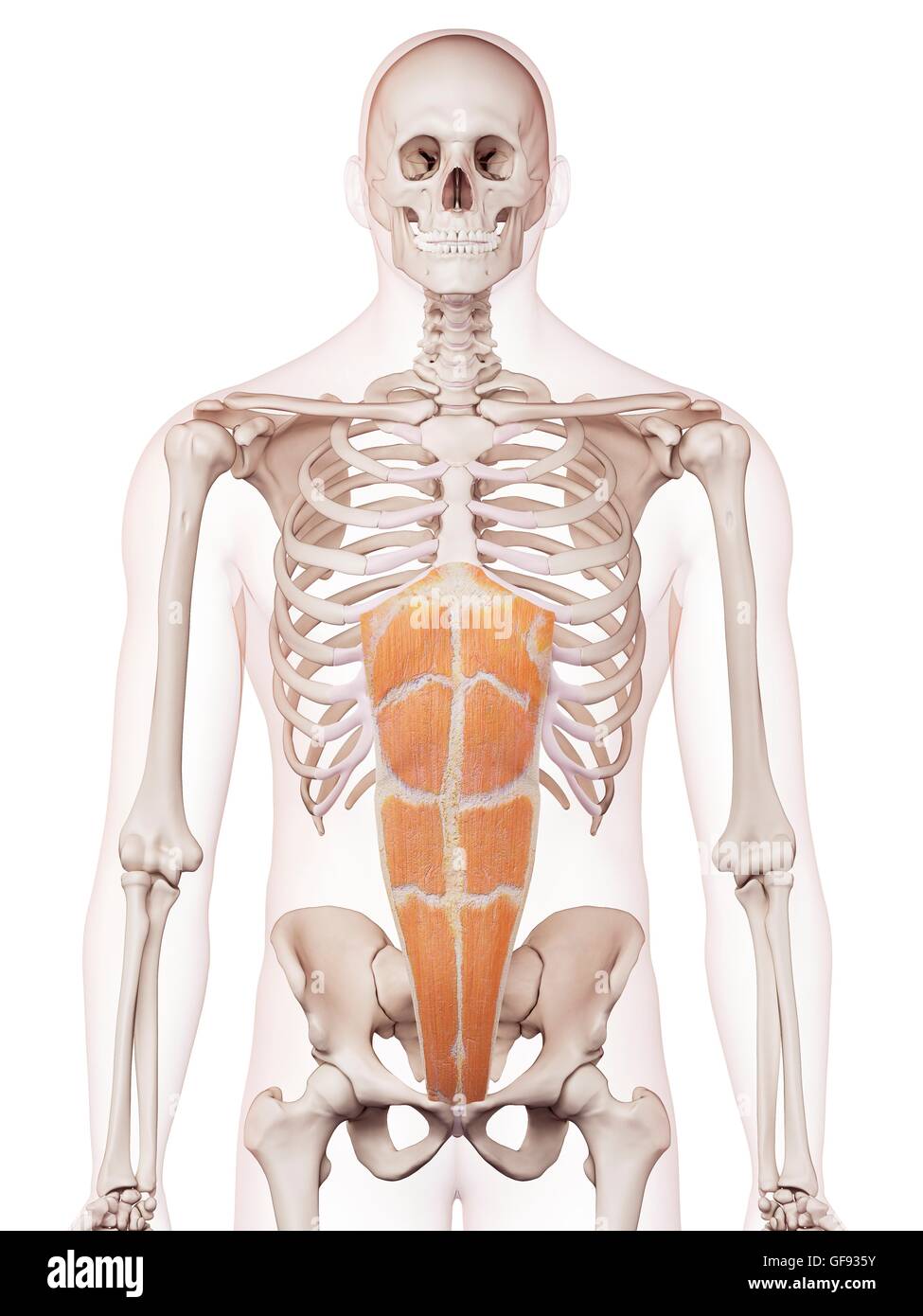 Human abdominal muscles, illustration Stock Photo - Alamy