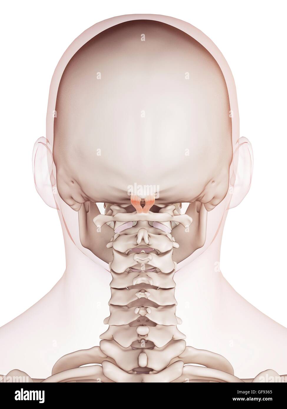 Human head muscles, illustration Stock Photo - Alamy