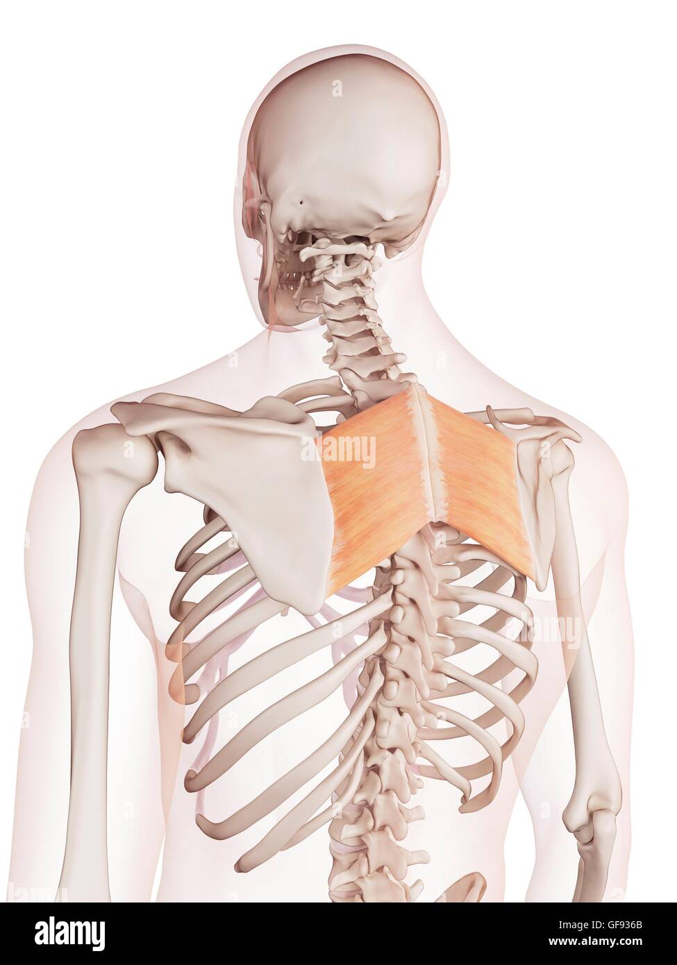 Human back muscles, illustration Stock Photo - Alamy