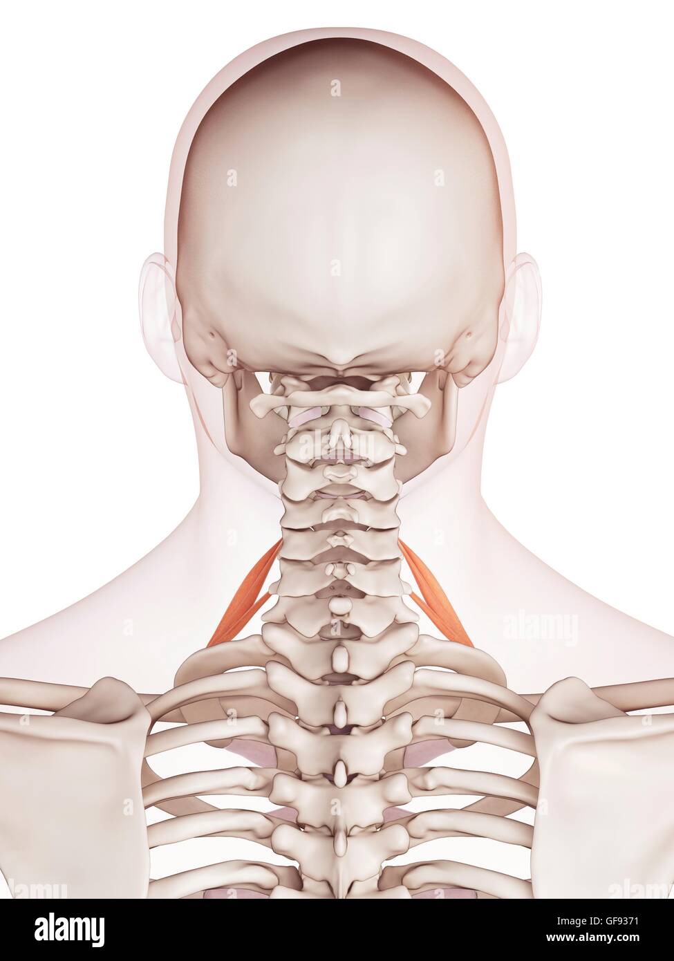 Human neck muscles, illustration Stock Photo - Alamy