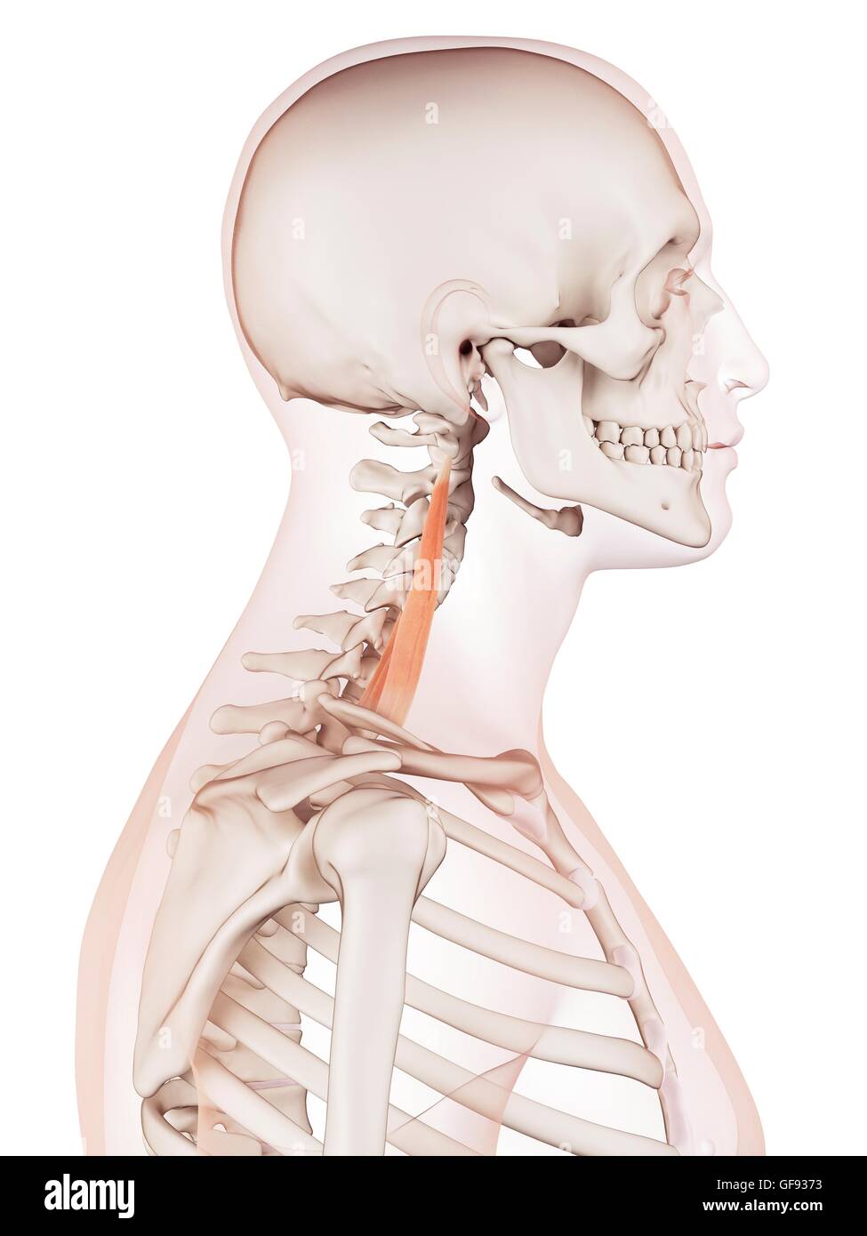 Human neck muscles, illustration Stock Photo - Alamy
