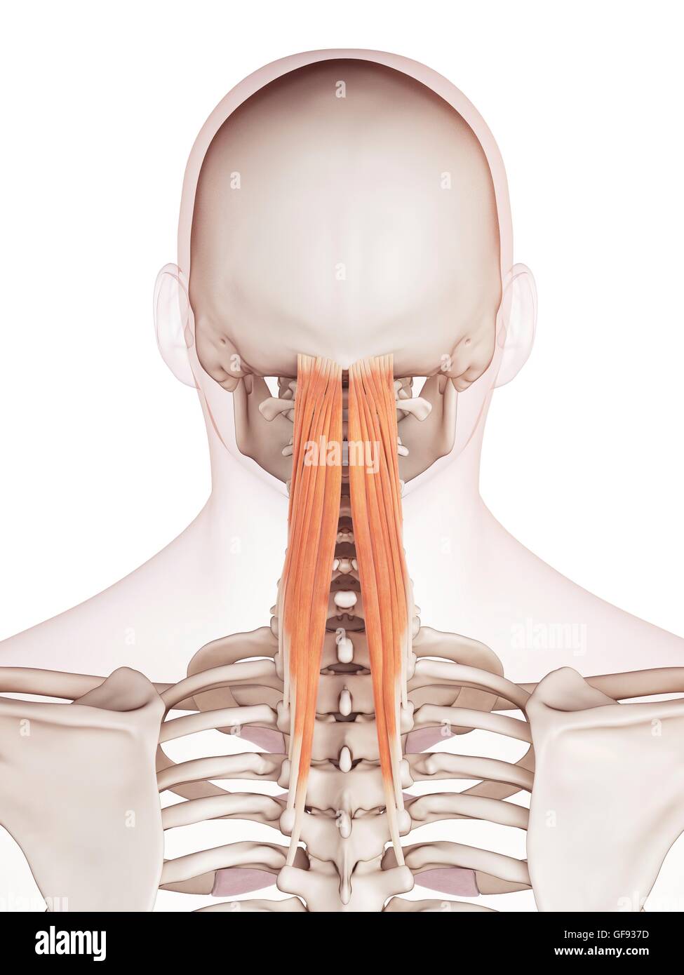 Semispinalis capitis hi-res stock photography and images - Alamy