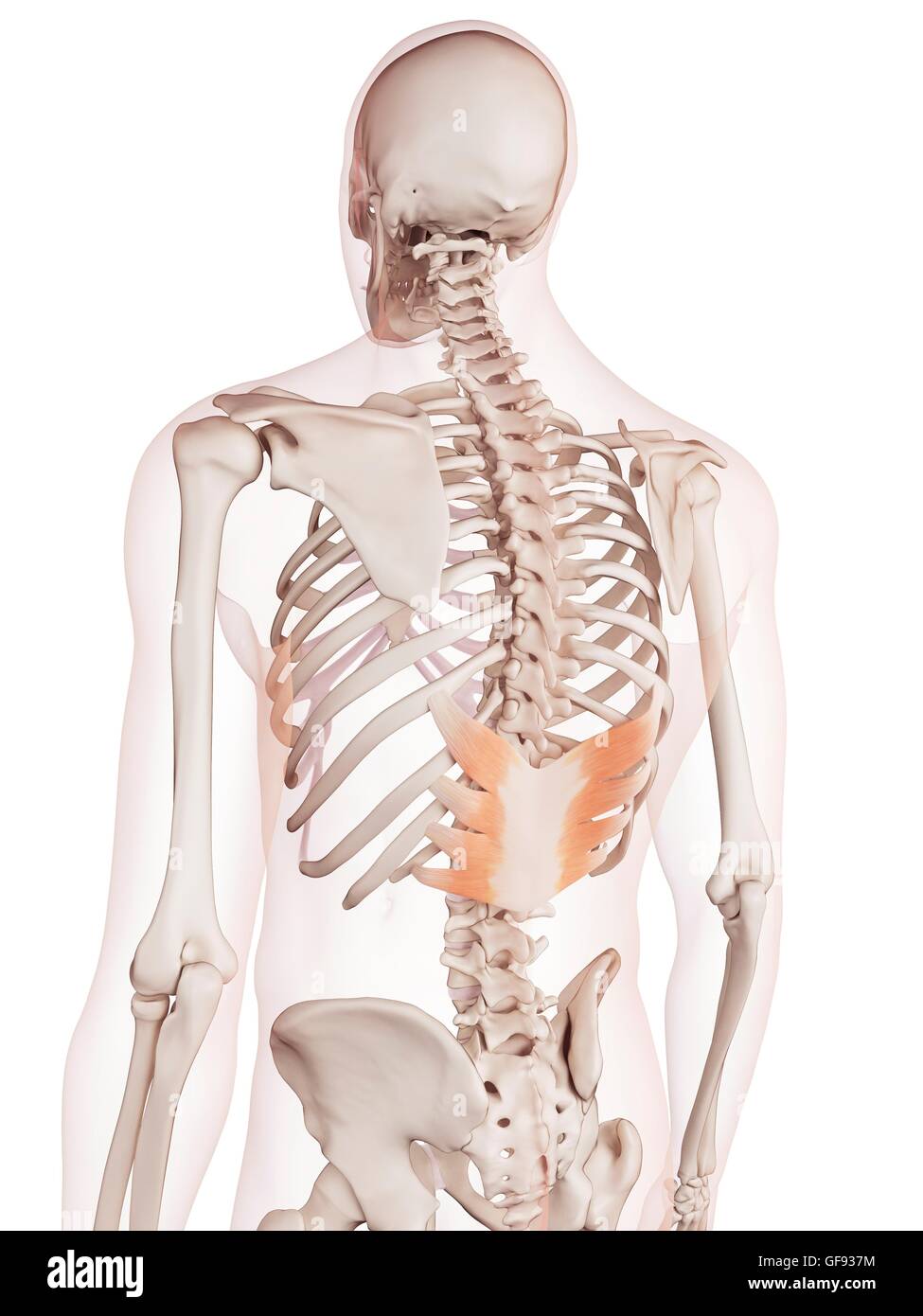 Human back muscles, illustration Stock Photo - Alamy