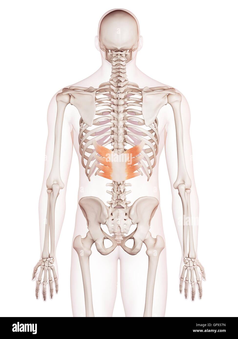 Posterior view of human muscular system hi-res stock photography and ...