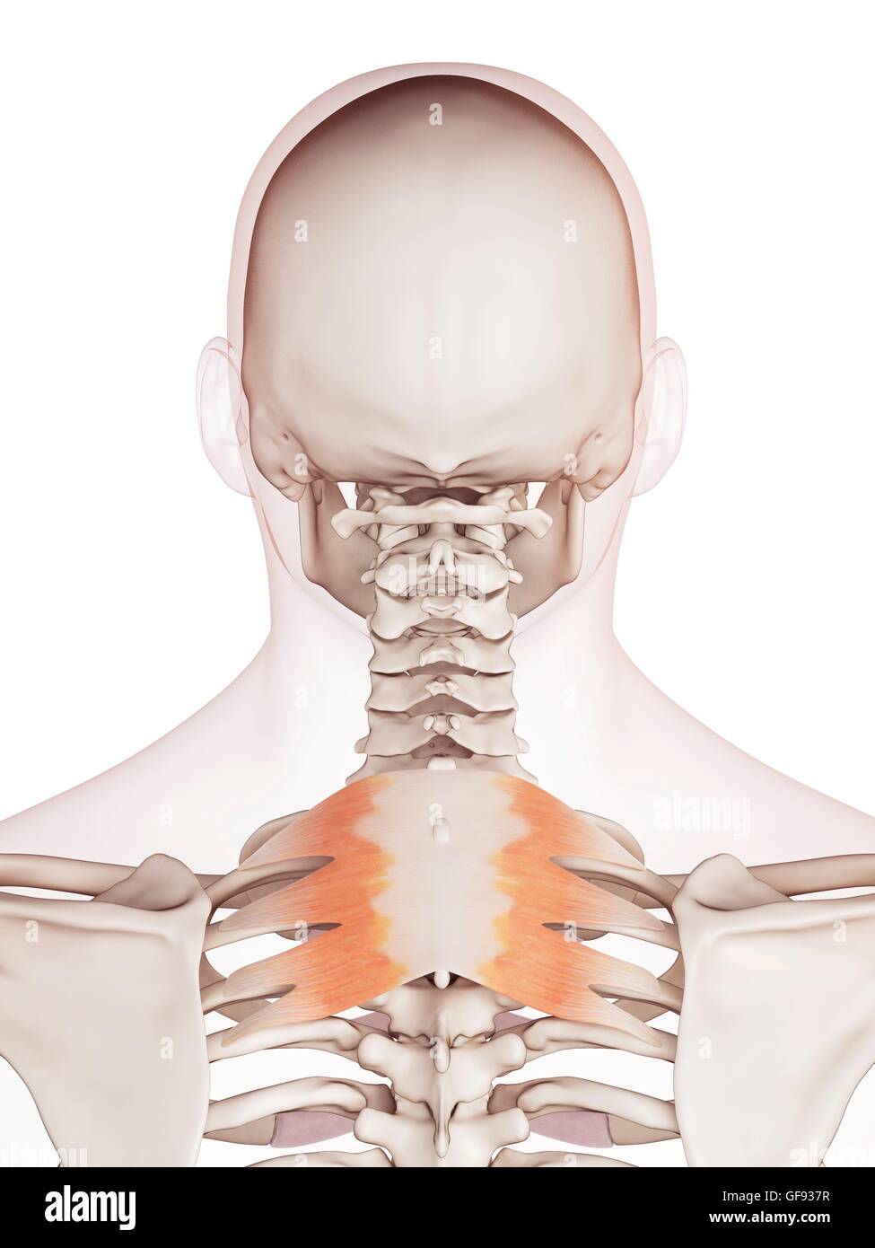 Human back muscles, illustration Stock Photo - Alamy