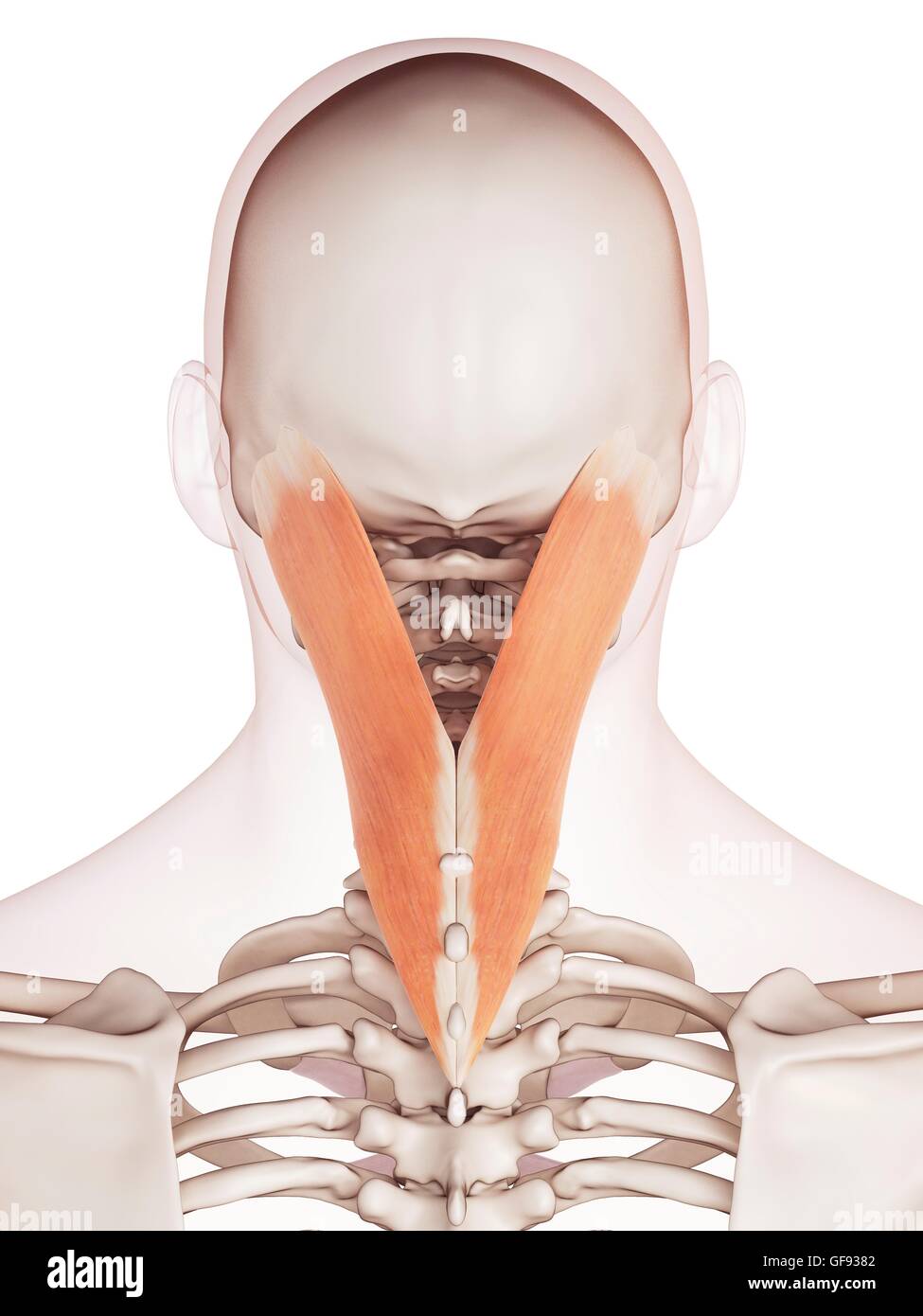 Splenius Capitis Muscle Stock Photos & Splenius Capitis Muscle Stock ...