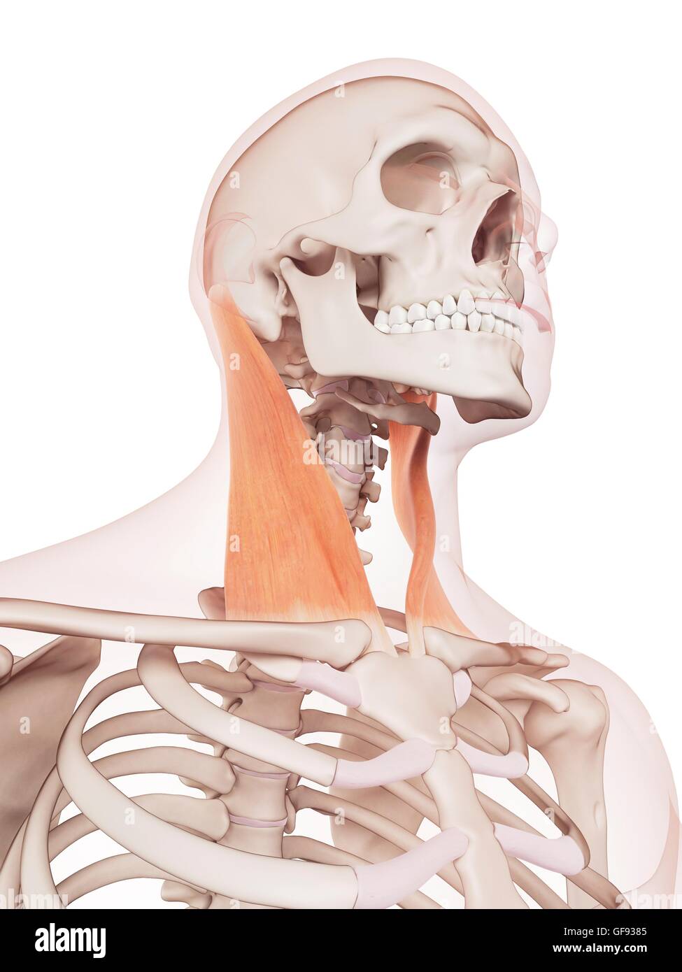 Human neck muscles sternocleidomastoid illustration hi-res stock ...
