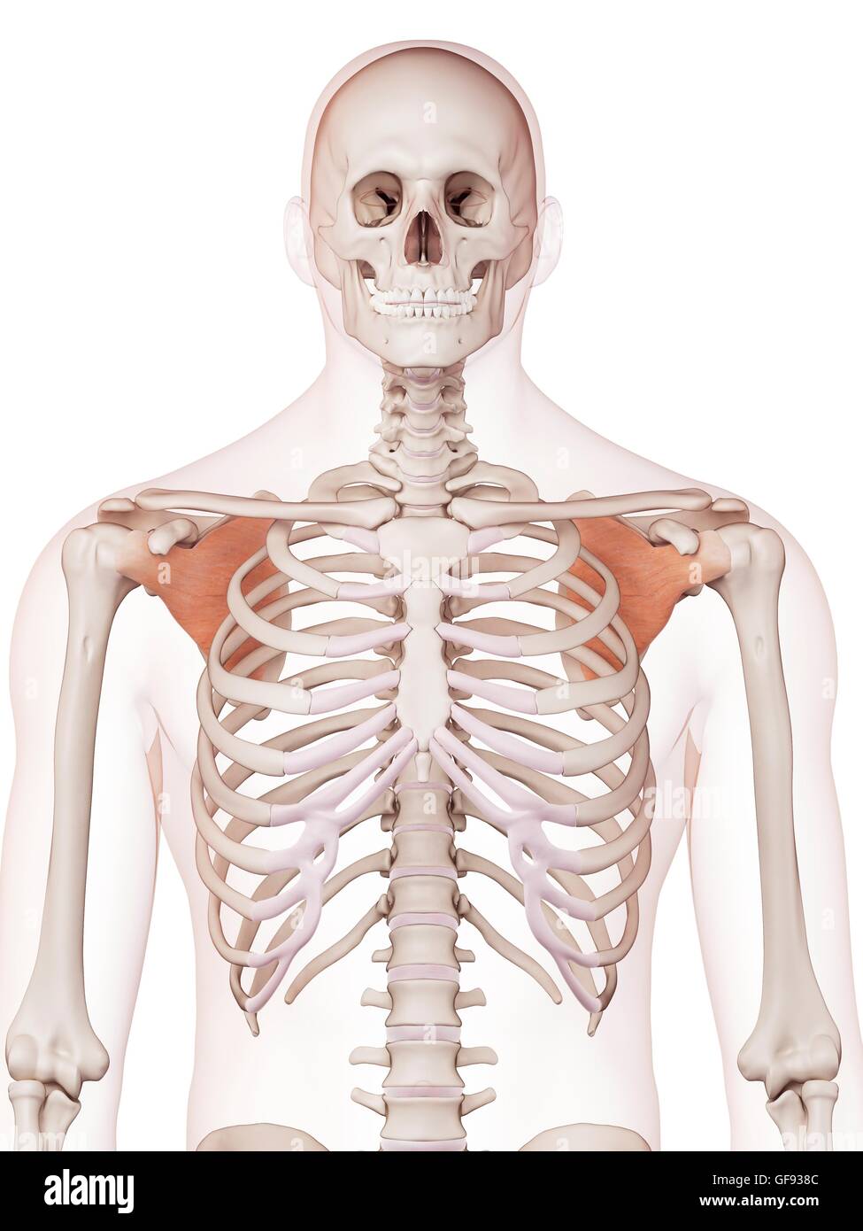 Human shoulder muscles, illustration Stock Photo - Alamy