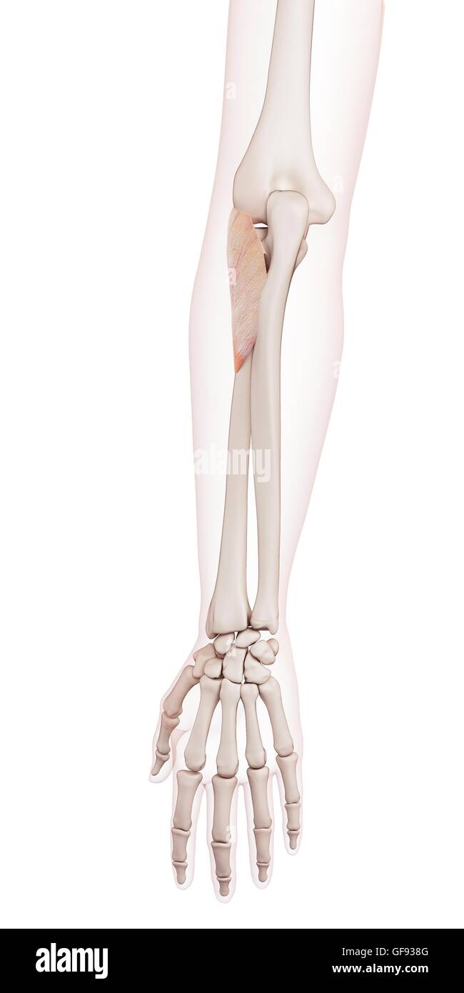 Supinator muscle hi-res stock photography and images - Alamy